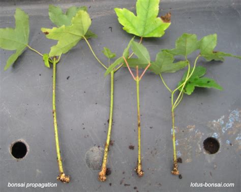Maples Propagation By Cuttings