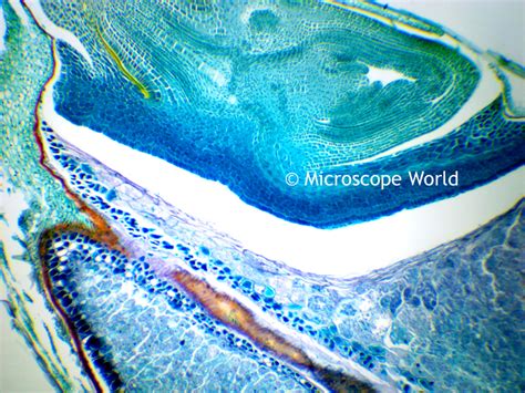 Microscope World Blog June 2015