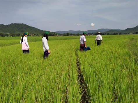 ကောလင်းမြို့နယ်တွင် ကိုဗစ် ၁၉ စီးပွားရေးကုစားမှု Cerp အစီအစဉ်ဖြင့် မ