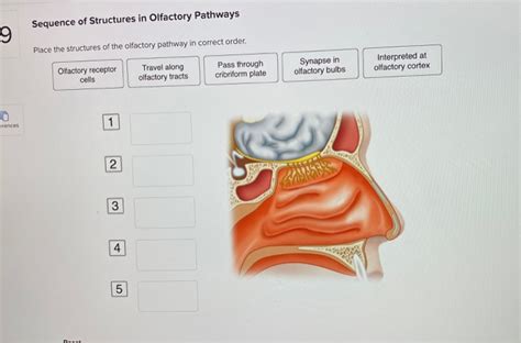 Solved Sequence Of Structures In Olfactory Pathways Place