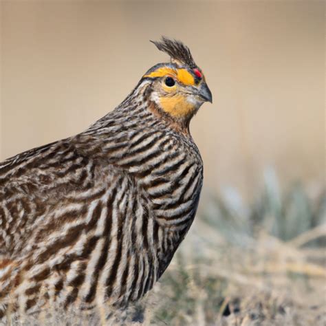 Hunting Lesser Prairie Chicken In California A Rare Opportunity