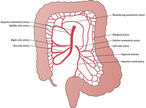 Colonic Pseudo Obstruction Surgery Student