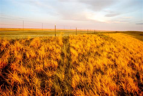 Edit Free Photo Of Prairiegrasssunlightgoldenroad