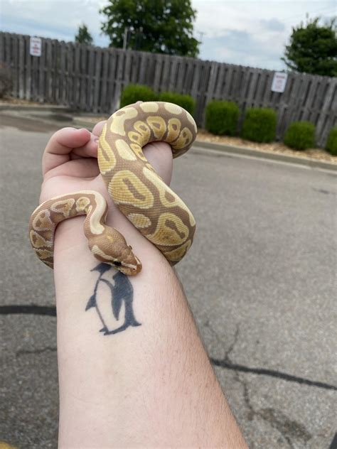 Banana Maybe Something Else I Was Given Her For Free And Was Just Wondering Because She Isnt