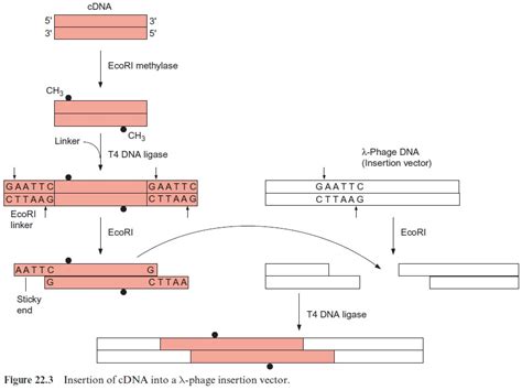 Ti Plasmids Are Used As Transformation Vectors