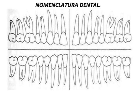 Nomenclatura Dental
