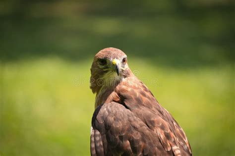 Portrait Of A Red Tailed Hawk Raptor Bird Stock Image Image Of