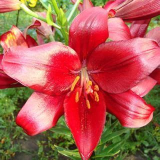 Лилия — удивительной красоты цветок, один из самых древних среди ...