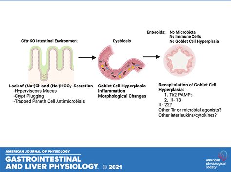 Goblet Cells Colon