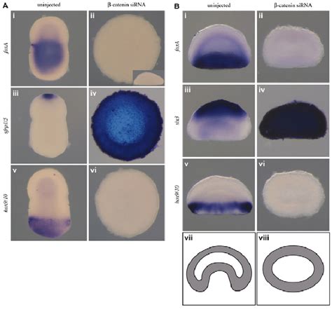 B Catenin Is Required For Endomesoderm And Posterior Ectoderm Download Scientific Diagram