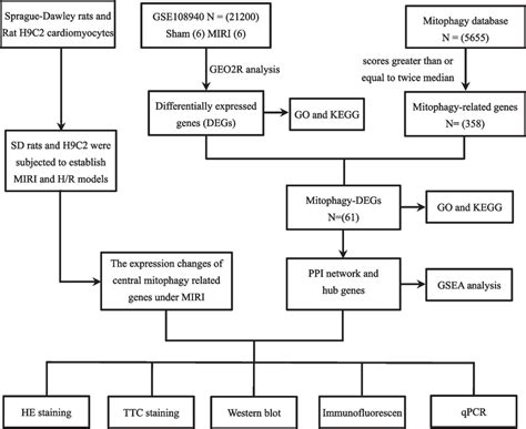 The Analysis Workflow Flowchart Download Scientific Diagram