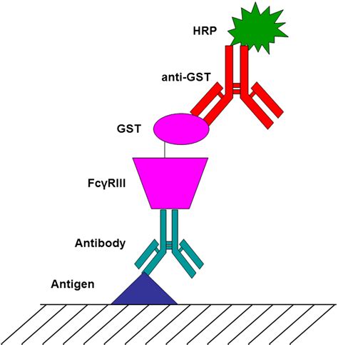 Figure 1 From Development Of An Elisa Based Bridging Assay As A