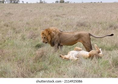 1 207 Lion Sex Images Stock Photos Vectors Shutterstock