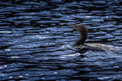 D Simon Leonard Flickr