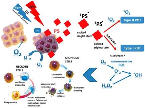 Bioengineering Mdpi On Linkedin Development Of Novel Tetrapyrrole