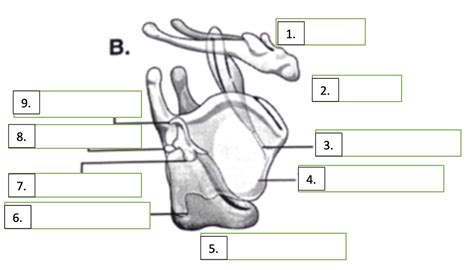 Speech Acoustics Midterm Diagram Quizlet
