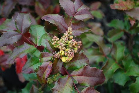 Eshraghi Nursery