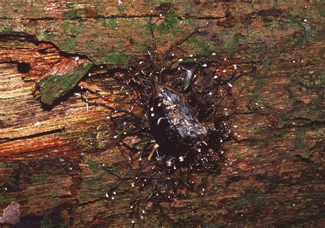 Saprophytic Art Pixels