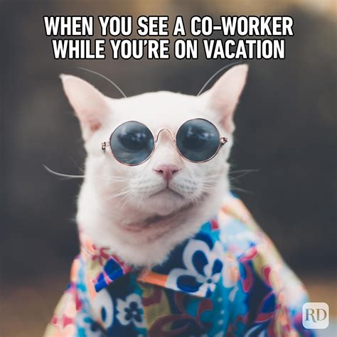 71 hilarious cat memes you will laugh at every time