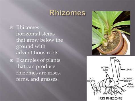 Stem Functions And Its Modifications Pptx Gardening Home And Garden