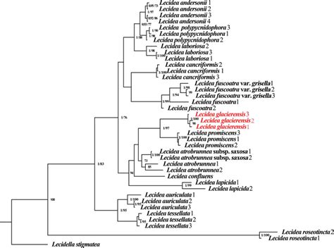 Maximum Likelihood Ml And Bayesian Phylogeny Of Lecidea Glacierensis Download Scientific