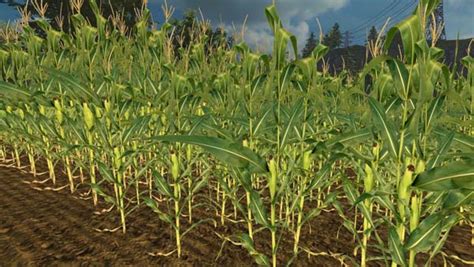 Real Corn Texture HD V 1 0 HD SP LS2013 Com