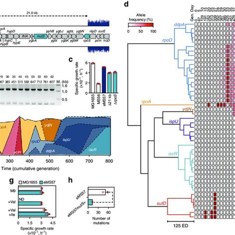 Whole Genome Resequencing Of Adaptive Laboratory Evolution Ale Download Scientific Diagram