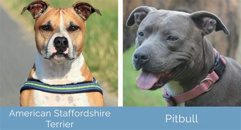 American Staffordshire Terrier Vs Pitbull What Are The Differences