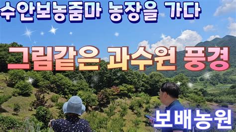 그림같은 산속 과수원 풍경 보배농원 수안보농줌마 농장을 가다 Youtube