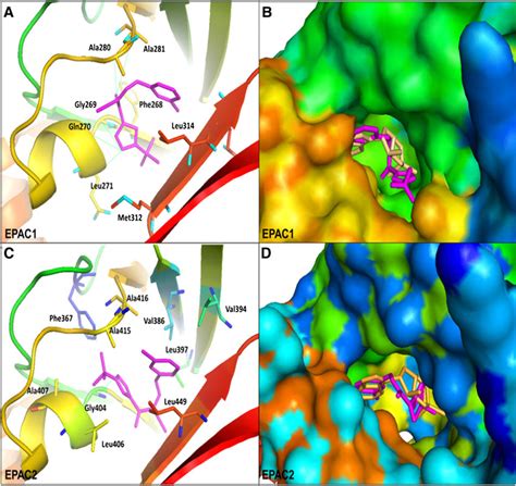 Predicted Binding Mode And Molecular Docking Of Esi 09 Into The Cbd Of Download Scientific