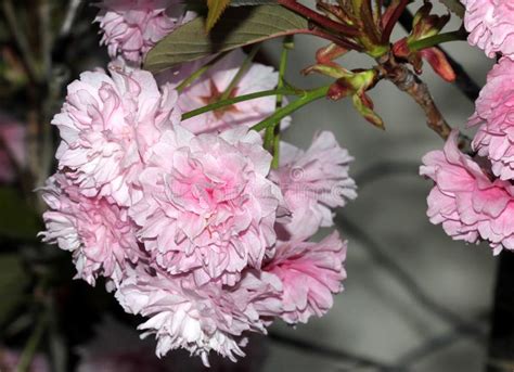 Kwanzan Flowering Cherry Prunus Serrulata `kwanzan` Stock Image