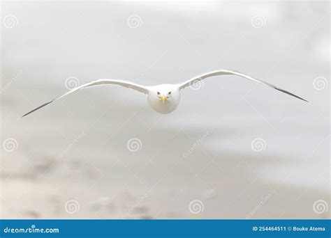 An American Herring Gull Flying Above Revere Beach Stock Image Image