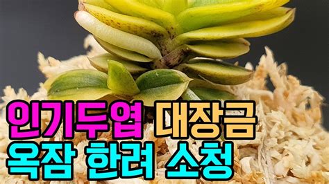 인기두엽 대장금 옥잠 한려 소청 풍란부귀란 꽃밭에서 난원 Youtube