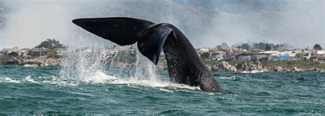 How Do You Convince Whales To Have Sex BBC Earth