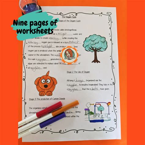 Carbon Dioxide Oxygen Cycle Worksheet