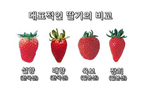 딸기의 역사 프레지어의 딸기 유래와 한국 딸기의 전래 네이버 포스트