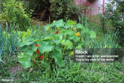 퍼머 컬쳐 원예 원칙 유기농 정원 나스투르티움 양파 딜 당근 채소와 식물 사이의 시너지 0명에 대한 스톡 사진 및 기타 이미지 Istock