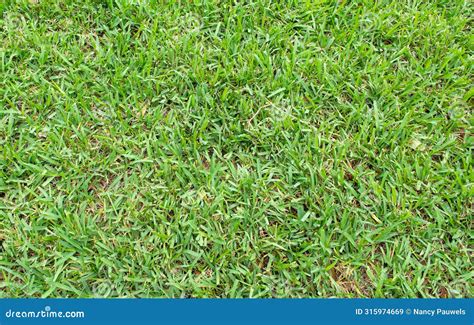 Green Grass Background In The Garden Strong Lawn With Thick Grass