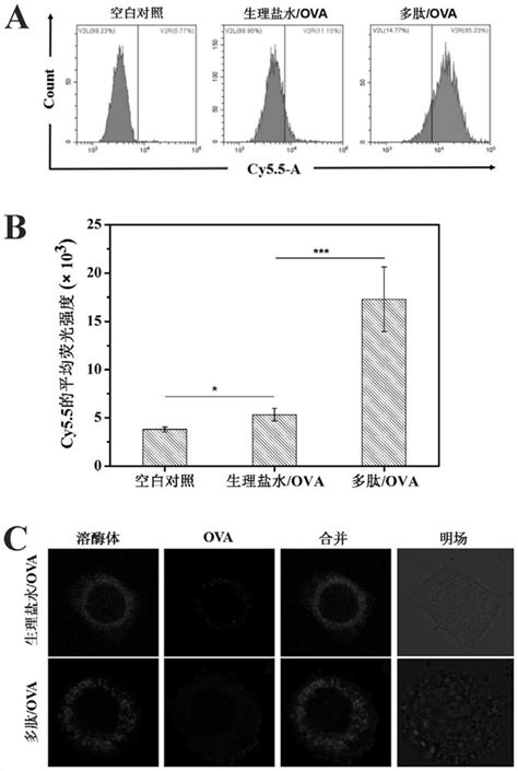 Redox Sensitive Polypeptides Based On Cell Penetrating Peptides And