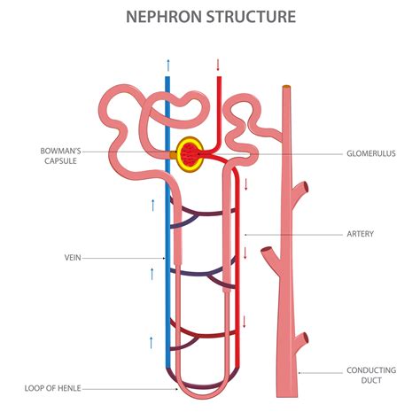 Nephron Structure