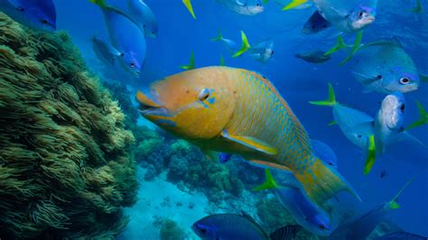 Peixe Papagaio Família Scaridae Características E Habitat