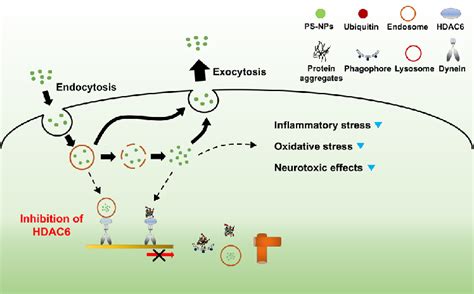 Potential Strategy To Alleviate Polystyrene Nanoplastic Download Scientific Diagram