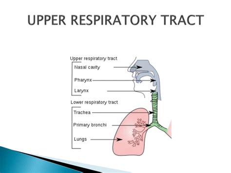Upper Respiratory Infections Pptx