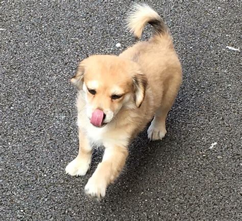 Chi Apso Chihuahua Lhasa Apso Mix Info Temp Puppies And Pictures