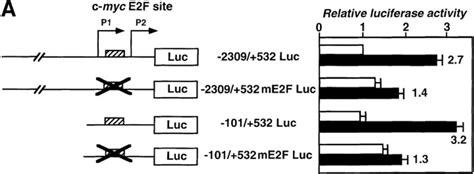 The C Myc E2f Site Is Crucial For The Activation Of The C Myc Gene Download Scientific Diagram