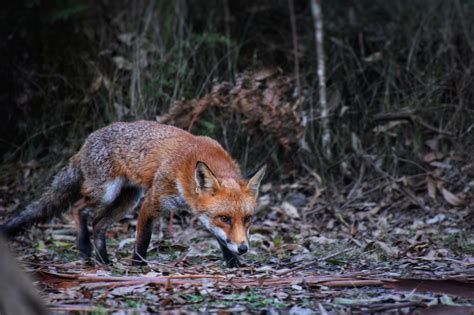 Red Fox Resources Melbourne Museum