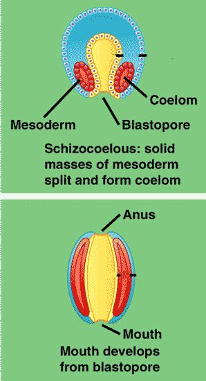 Protostome Alchetron The Free Social Encyclopedia