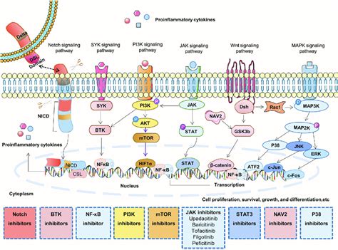 Main Signaling Pathways And Their Inhibitors Related To Ra The Jak