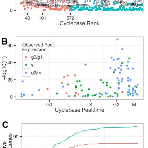 The Hurdle Model Identifies Genes With Cell Cycle Phase Dependent Download Scientific Diagram