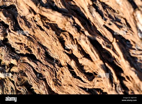 Tree Bark Background Stock Photo Alamy